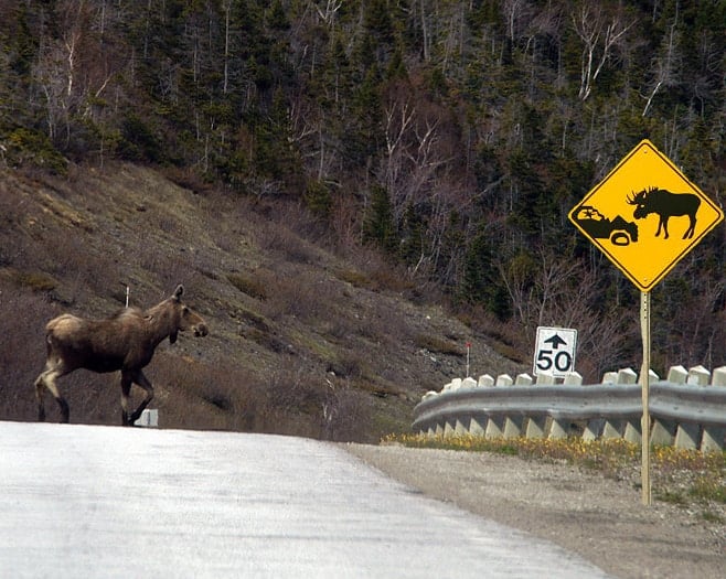 Don't fear the moose – The Independent
