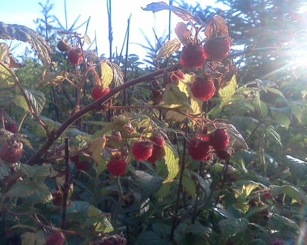 Raspberry cascade – The Independent